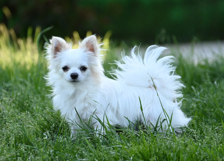 Nos Chihuahuas Adultes LOF - Mâles et Femelles chihuahuas